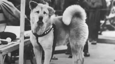 Przez 10 lat wracaĹ na stacjÄ, by zobaczyÄ opiekuna. Mija 100 lat od poczÄtku tragedii psa Hachiko
